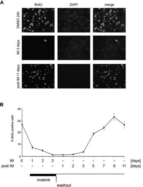 Imatinib Induces A Reversible Exit From The Cell Division Cycle In Gist
