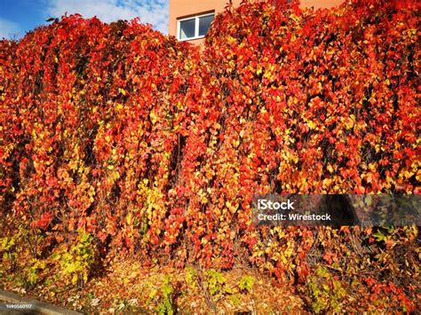 보스턴 담쟁이덩굴의 붉은 단풍이 햇볕에 벽돌 벽을 타고 올라간다 0명에 대한 스톡 사진 및 기타 이미지 0명 건물 정면 덩굴 Istock