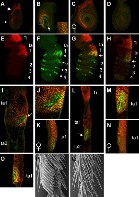 Dsx And Scr Expression During Sex Comb Development In D Download