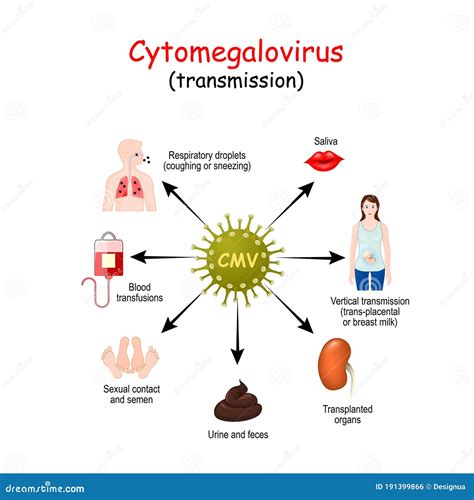 Transmission Of Cytomegalovirus Infection Stock Vector Illustration