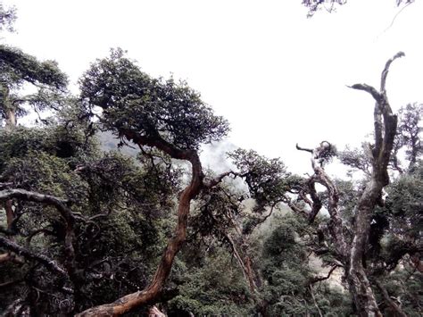 A Lesson From Ancient Polylepis Trees Sage
