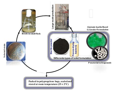 Phosphate Solubilizing Bacteria