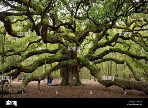 The Angel Oak Quercus Virginiana Largest Southern Live Oak In The