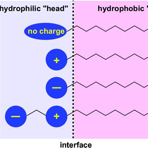 Classes Of Surfactants Download Scientific Diagram