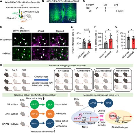 Discrete Prefrontal Neuronal Circuits Determine Repeated Stress Induced