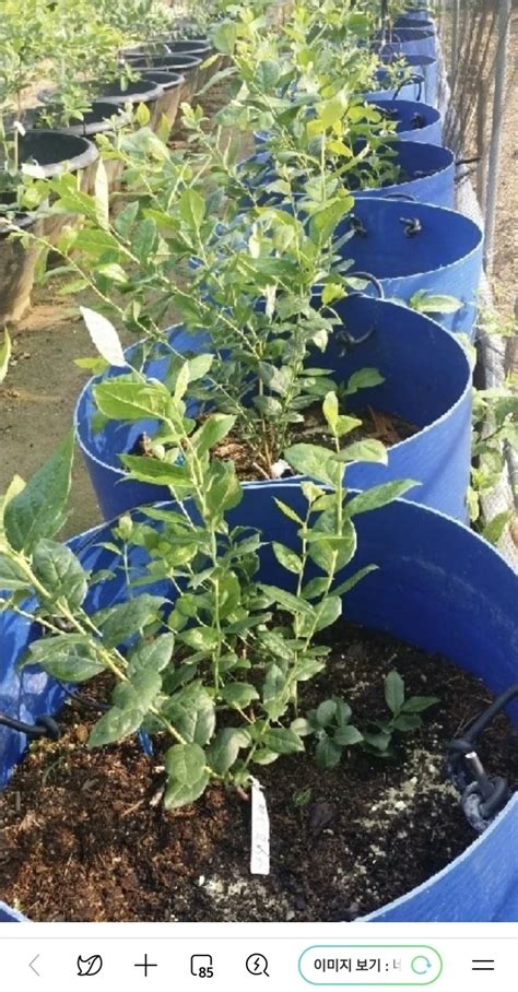 200kg 파란색 플라스틱 공 당근 중고거래