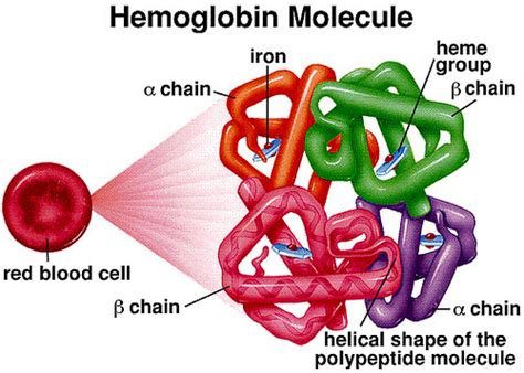Open Curiosity Basic Science 6 Hemoglobin