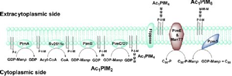 Lipoarabinomannan And Related Glycoconjugates Structure Biogenesis And Role In Mycobacterium