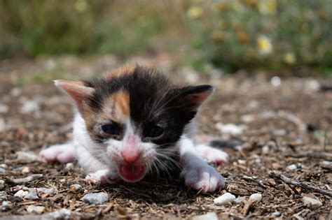 작은 새끼 고양이 야옹 작은 새끼 고양이는 불안감을 느끼기 때문에 울고 어머니를 부릅니다 정원 한가운데에 있는 세 가지 색깔의
