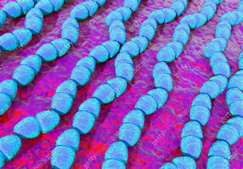Enterococcus Faecalis Bacteria Or Streptococcus Faecalis Bacteria 이미지 486708590 게티이미지뱅크