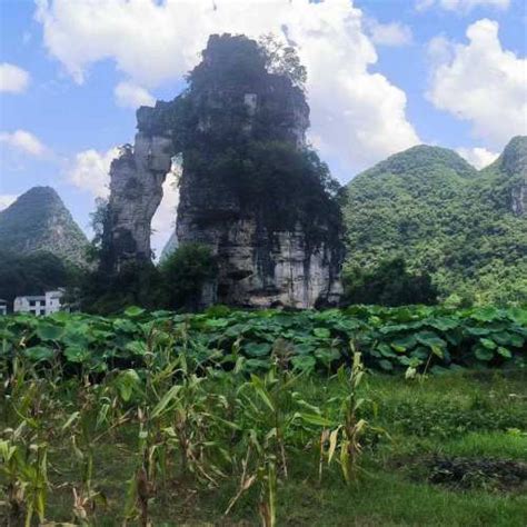 吃上公鸡蛋，健康又强壮