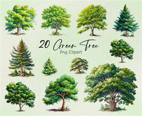 20 Green Trees Watercolor Clipart Forest Png Tree Cipart Botanical