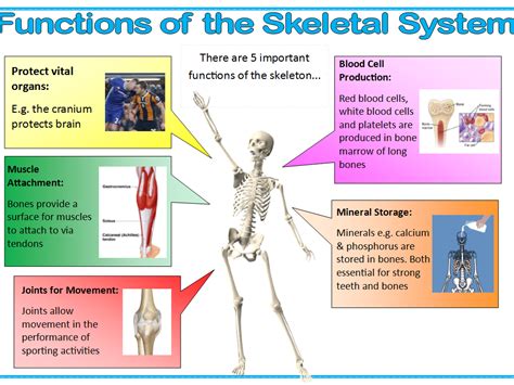 Revision Flash Cards Edexcel 9 1 Gcse Pe Full Specification