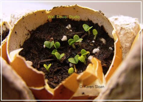 Basil Herbs Seeds Sprouting In Eggshell Seedlings At Wall Flower