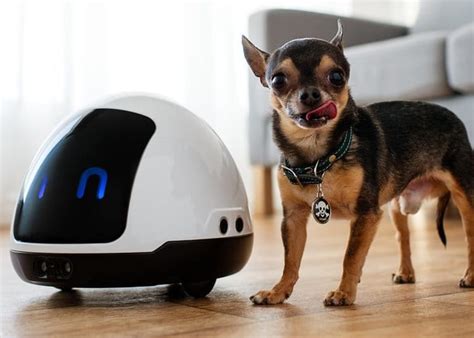 Mia Robot Pet Companion And Assistant Geeky Gadgets