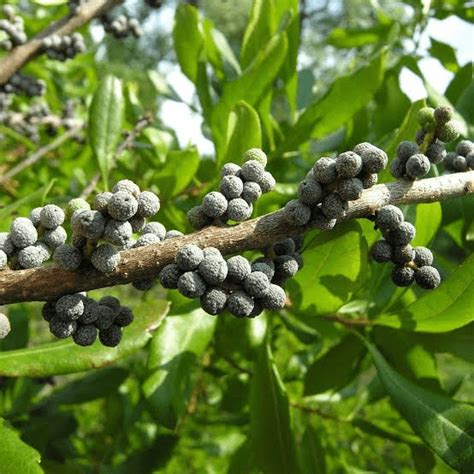 20 Medicinal Health Benefits Of Myrica Cerifera Wax Myrtle