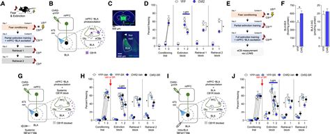A Cortico Amygdala Neural Substrate For Endocannabinoid Modulation Of Fear Extinction Neuron