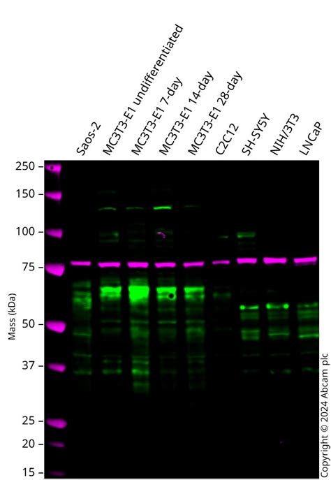 Anti Runx2 Antibody Epr22858 106 Chip Grade Ab236639 Abcam