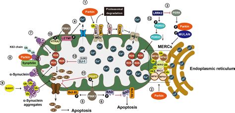 Frontiers Post Translational Modification And Mitochondrial Function