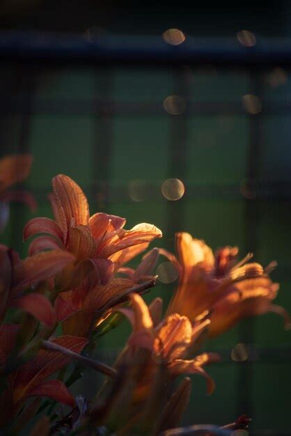 Premium Photo Orange Lily Flowers At Sunset