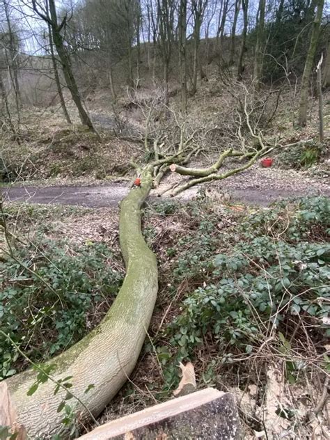 Tree Felling Nick Walker Tree Services