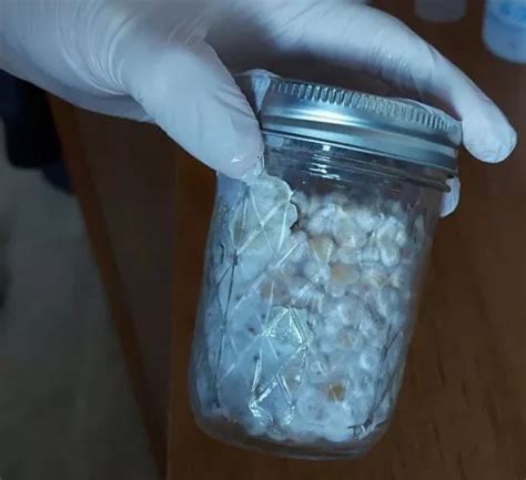 How To Make PopCorn Grain Spawn Popcorn Tek EZMushroom