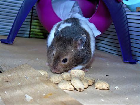 The Fascinating Variety Of Syrian Hamster Colors