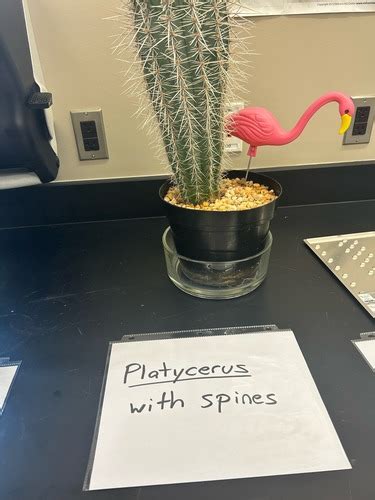 Botany Lab Practical Flashcards Quizlet