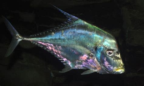 Kenali Ikan Ebek Kapak