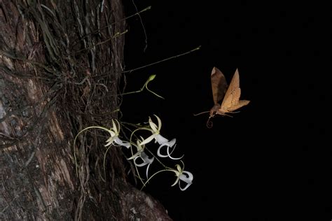 Floridas Rare Ghost Orchids Are Getting Cut Off From Water National