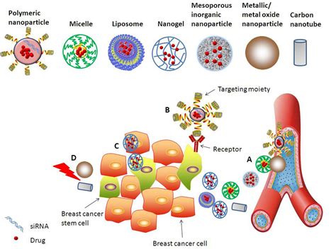 Frontiers Nanomedicine Mediated Therapies To Target Breast Cancer Stem Cells