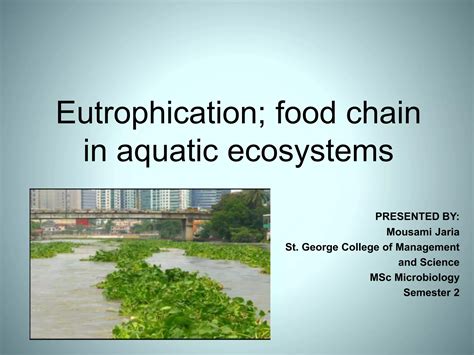 Eutrophication Food Chain In Aquatic Ecosystem Pptx