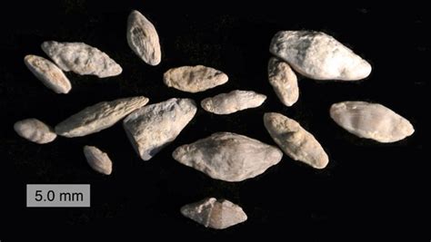 Woosters Fossil Of The Week Fusulinids Upper Carboniferous Of Kansas Wooster Geologists Woosters Fossil Of The Week Fusulinids Upper Carboniferous Of Kansas Wooster Geologists