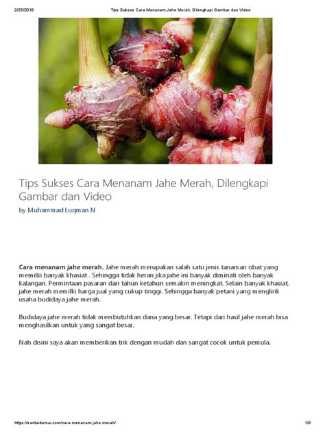 Tips Sukses Cara Menanam Jahe Merah Dilengkapi Gambar Dan Video Pdf