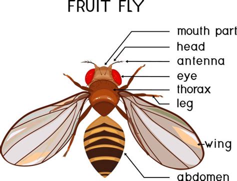 Clipart Fruit Flies