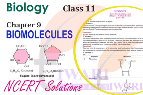 Biomolecules Class 11 Ncert Solutions At Isabel Cremean Blog