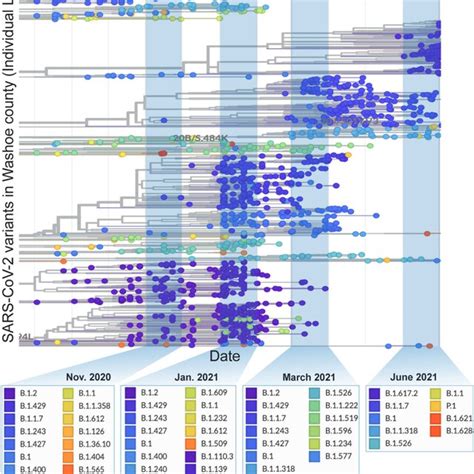 Circulated Sars Cov 2 Variants In The Community Washoe County Nevada Download Scientific