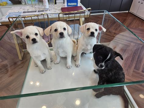 믹스견 바디감자시루쿠로 래브라도리트리버입양 닥스훈트입양 도베르만입양 말티치입양 말티폼입양 빠삐용입양 사모예드입양 스피츠입양