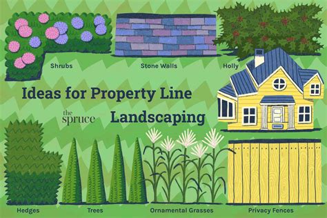 Nice Property Line Trees What Is The Best Tree To Plant For A Barrier