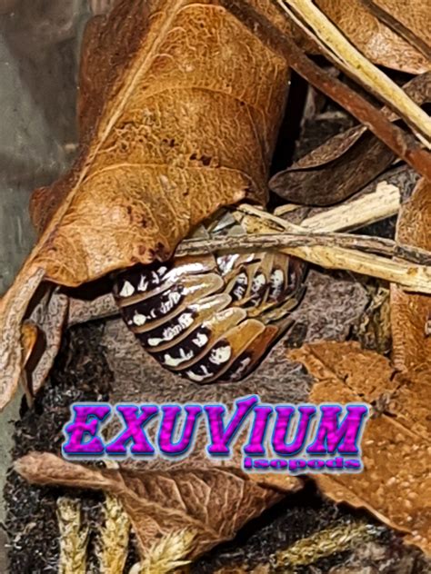 Armadillidium Ruffoi ‘orange Skirt Exuvium Isopods
