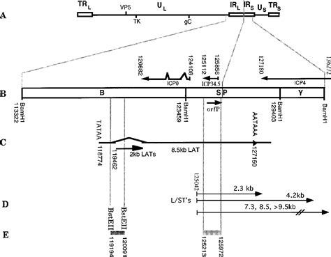 Figure 1 From Selective Vulnerability Of Mouse Cns Neurons To Latent