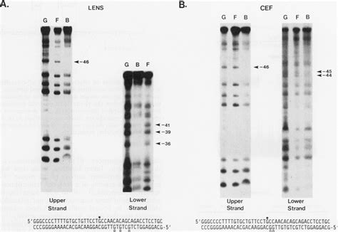 Methylation Interference Analysis Of Nuclear Factors Binding To Mouse Download Scientific