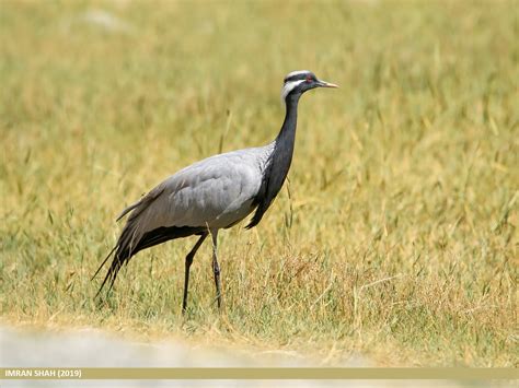 Definitive Guide To Demoiselle Crane Facts Habitat Conservation
