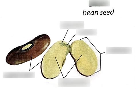 Abeka 7 Science Dicot Seed Diagram Diagram Quizlet