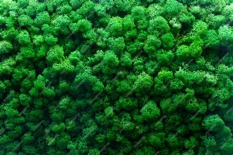 Premium Photo Seamless Texture Of Wall Decorated With Phyto Moss