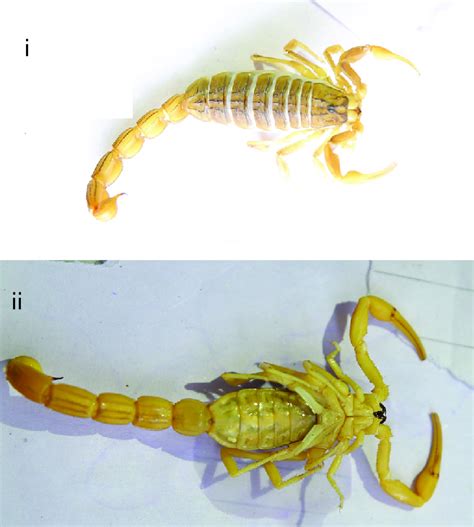 I And Ii Hottentotta Tamulus Fabricius 1798 Dorsal And Ventral