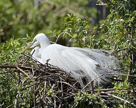 Great Egret Nesting Photograph By Carol Bradley Fine Art America