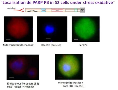 Mitochondria Were Identified In Red Color By Mitotracker Detection