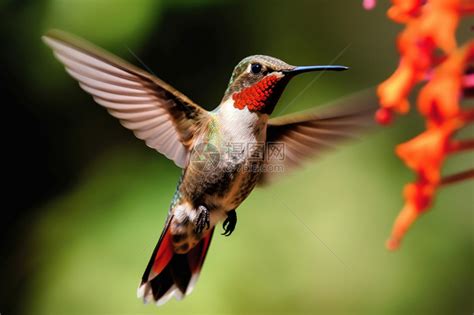 悬停在花前的蜂鸟高清图片下载 正版图片600262817 摄图网