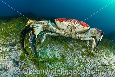 Largest Tasmanian King Crab